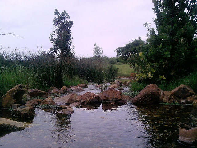 Matibidi Our Home: MATIBIDI OUR HOME: KADISHI WETLAND AND RIVER